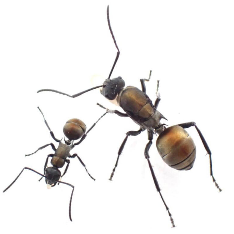 アモントゲアリの飼育方法｜オーストラリアの金色のトゲアリ｜Polyrhachis ammon｜Golden tailed spiny ant ...