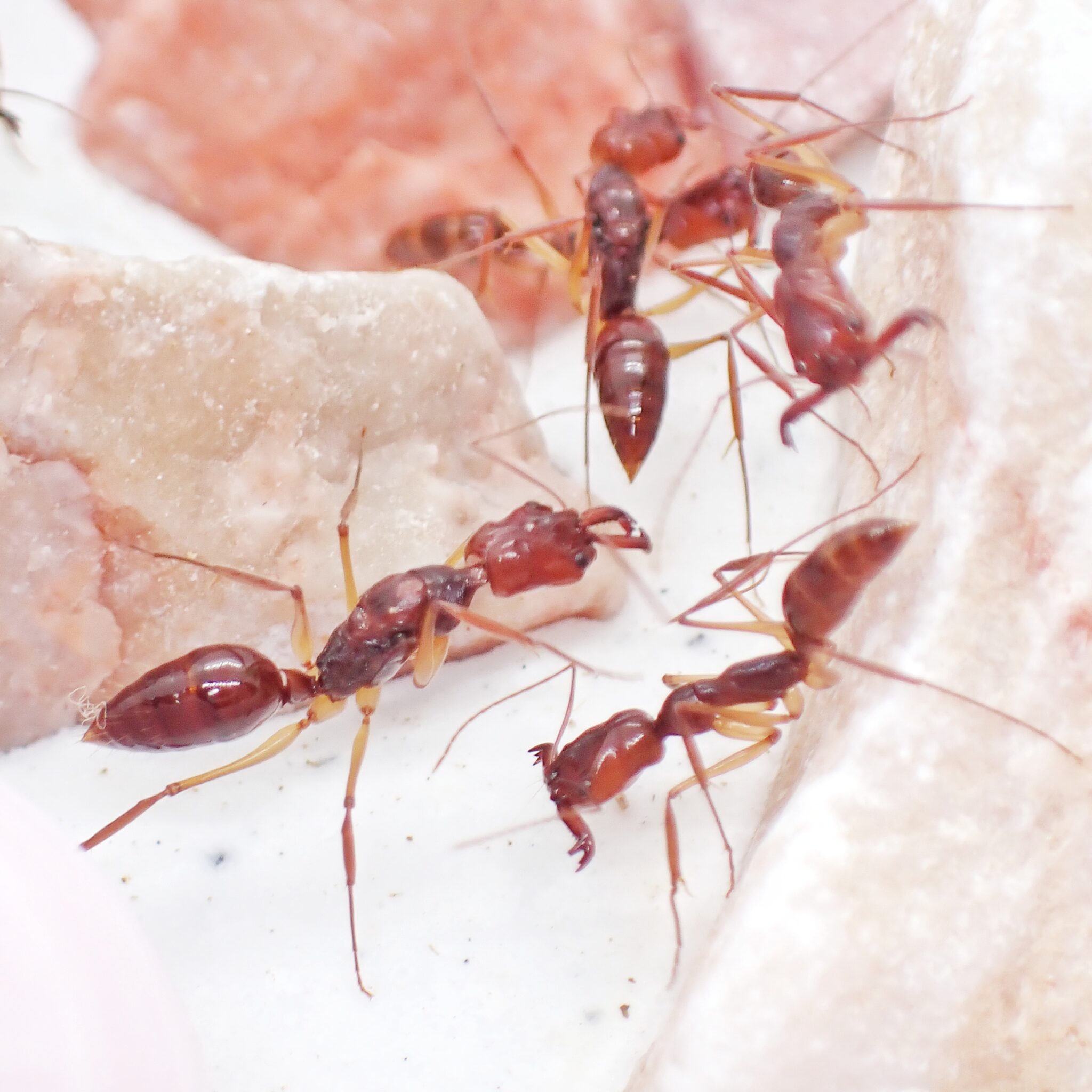 リクソサスアギトアリの飼育方法｜アゴが180度に開く中型の肉食アリ｜東南アジアに生息｜Odontomachus rixosus｜ | ありぐら